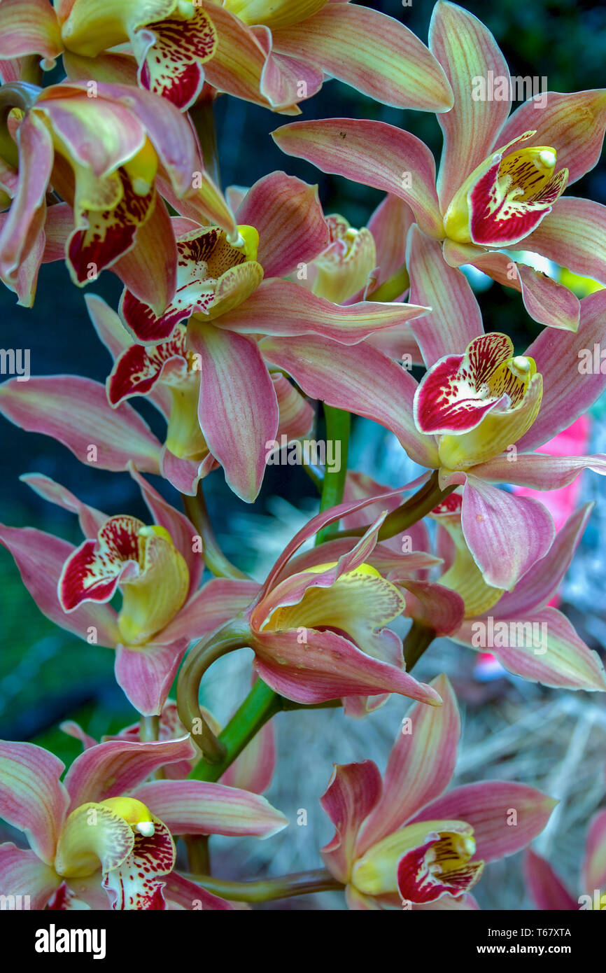 Close-up photography of a bouquet of red and yellow Dendrobium orchid ...