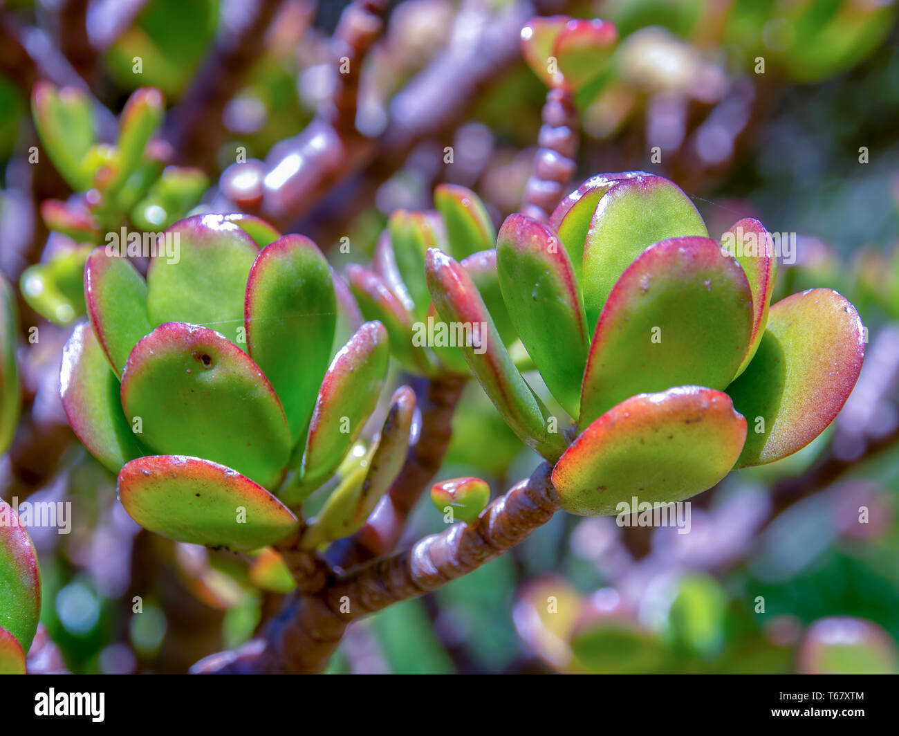Close-up photography of some jade plant leaves. Captured at the Andean ...