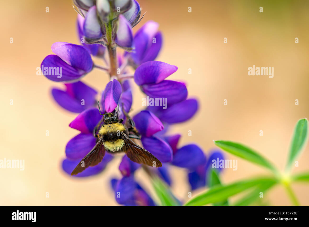 Macro photography of bumblebee feeding from a lupin flower. Captured at the Andean mountains of ...