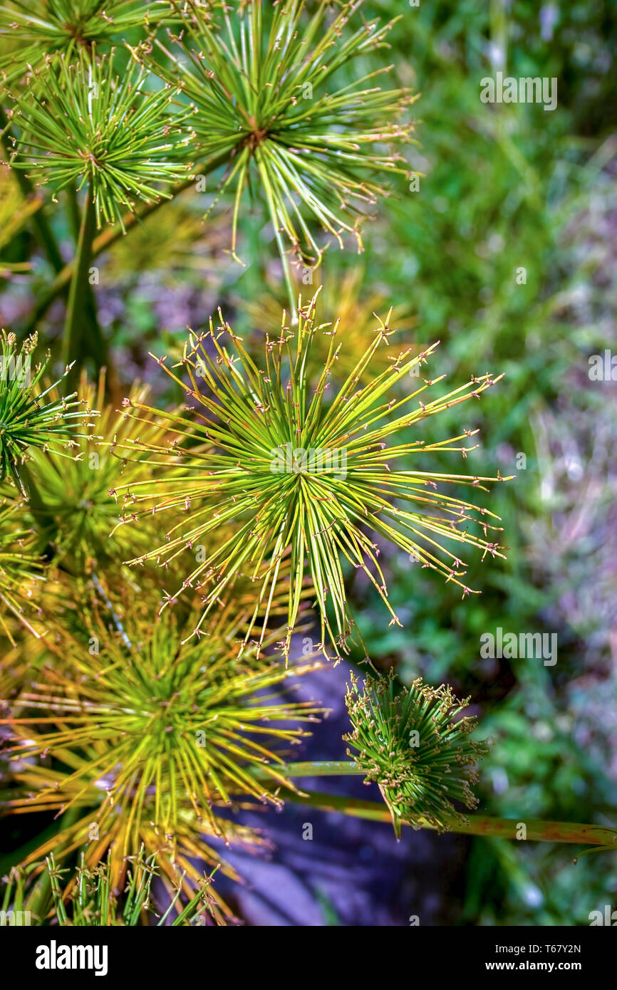 Dwarf papyrus cyperus haspan hi-res stock photography and images - Alamy