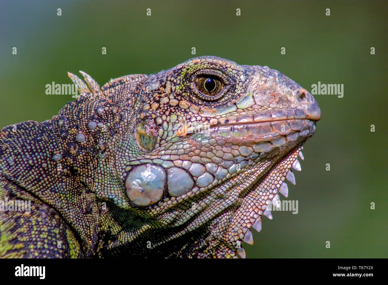 Close-up photography of the head of a green iguana. Captured at the ...