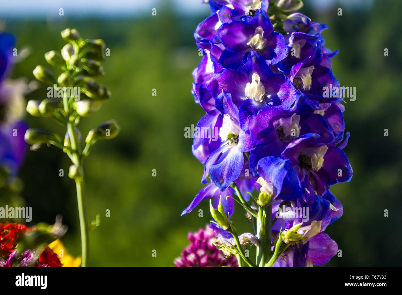 a colorful bouquet of bright spring flowers of various types, close-up ...