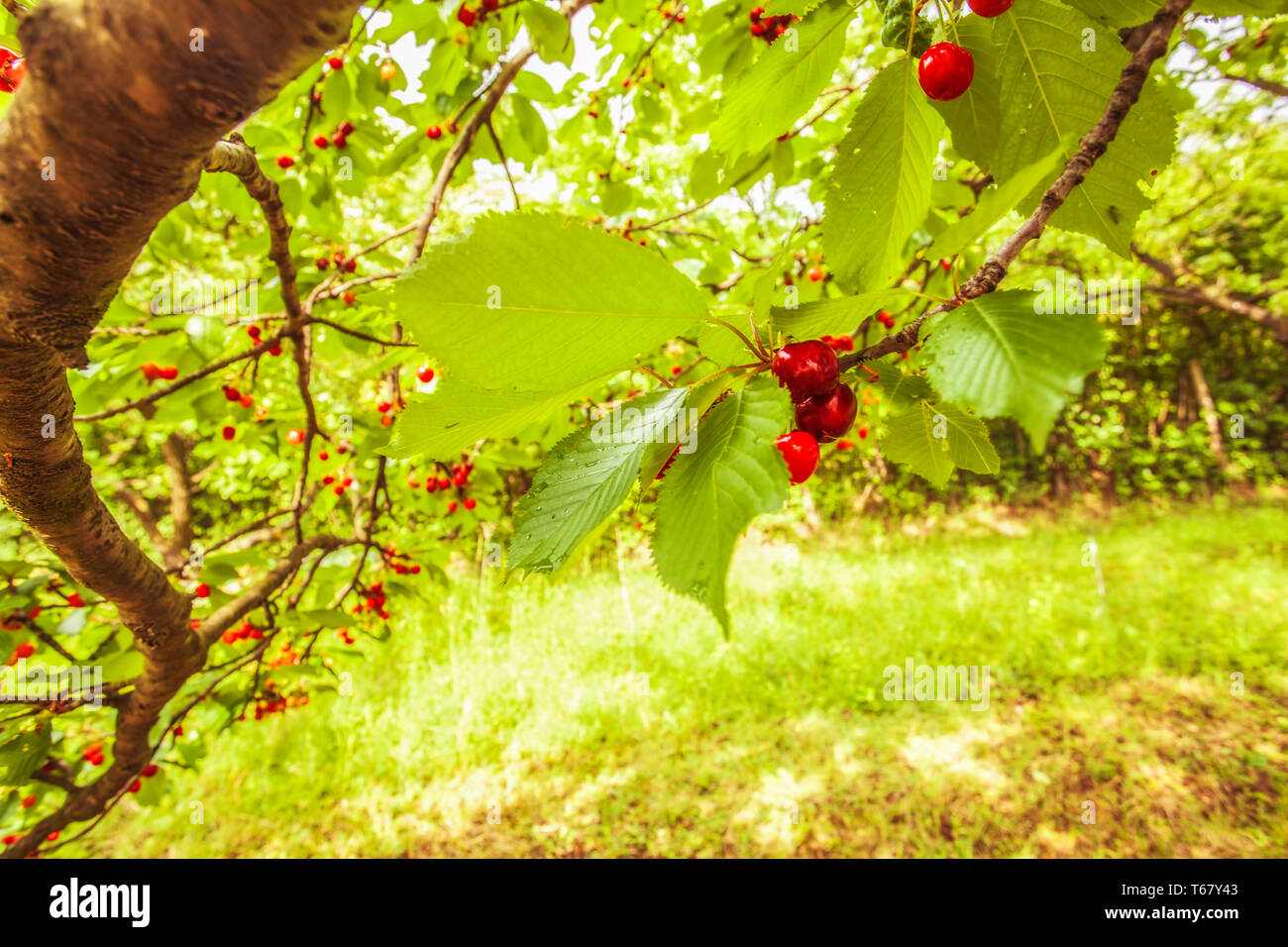 Cherries on the branch cherry fruit tree in orchard for picking ...