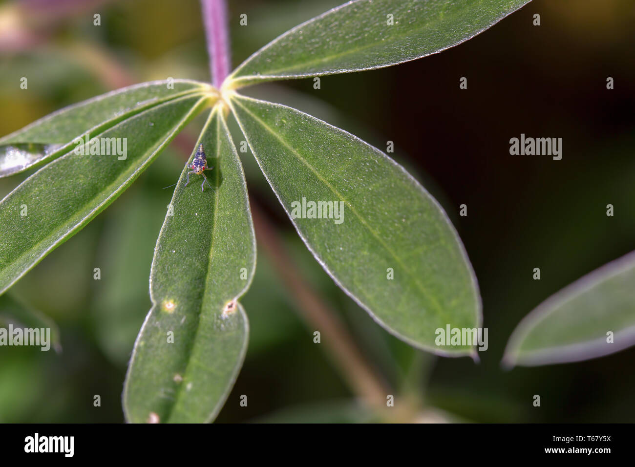 Macro photography of a tiny red eyed katydid on a lupine leaf. Captured ...