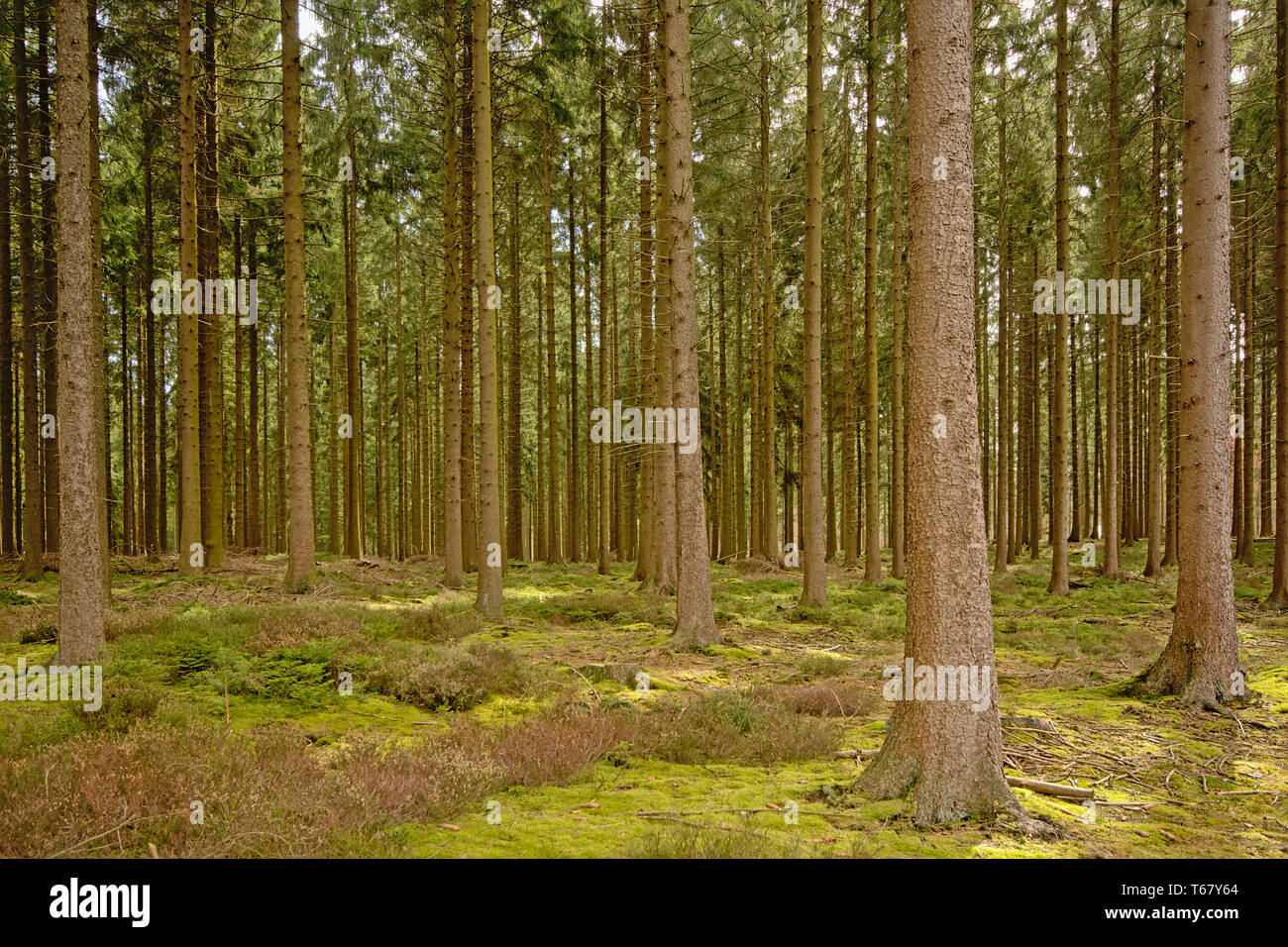 Ardennes Forest High Resolution Stock Photography and Images - Alamy