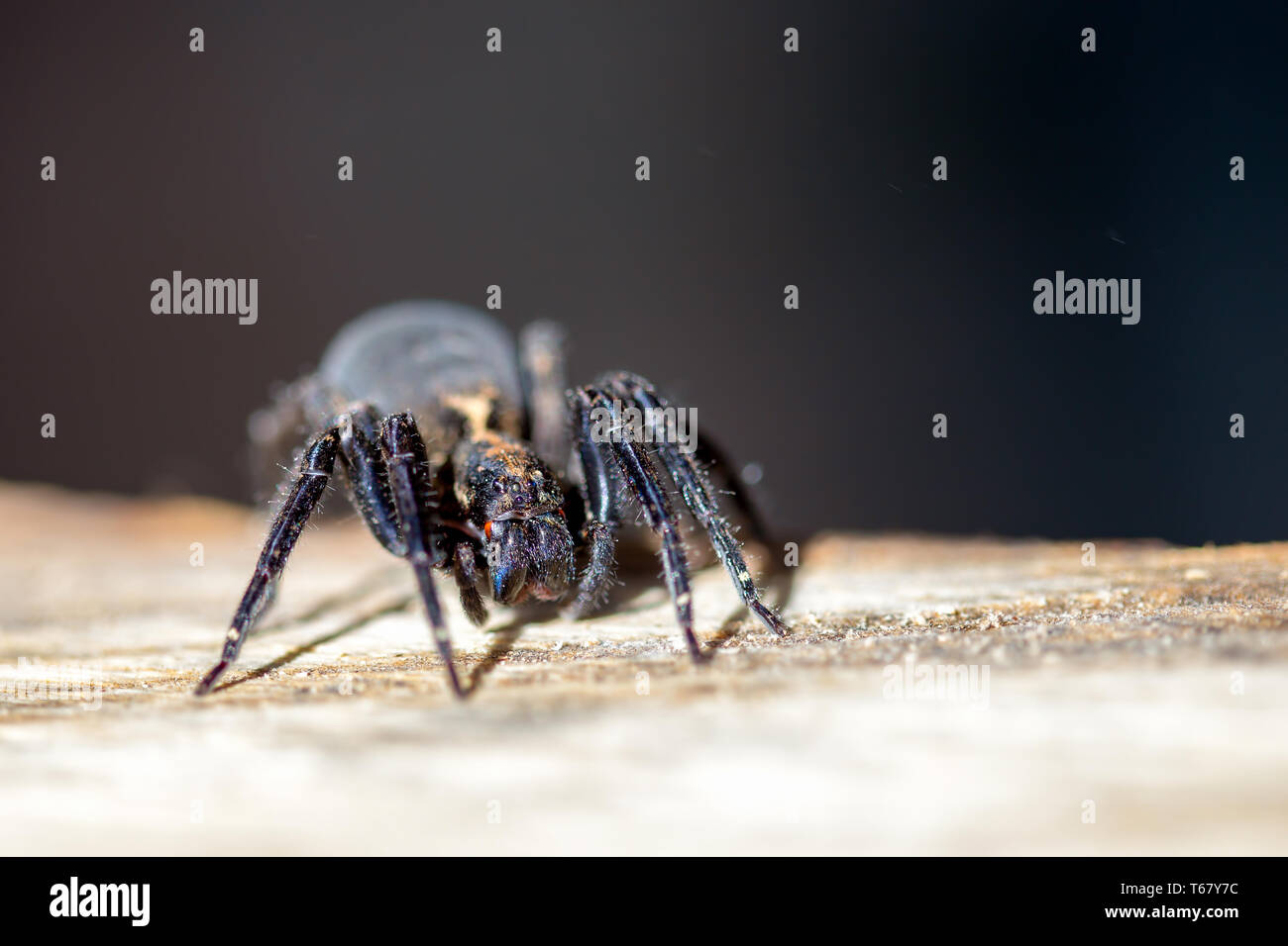 Carpenter spider hi-res stock photography and images - Alamy