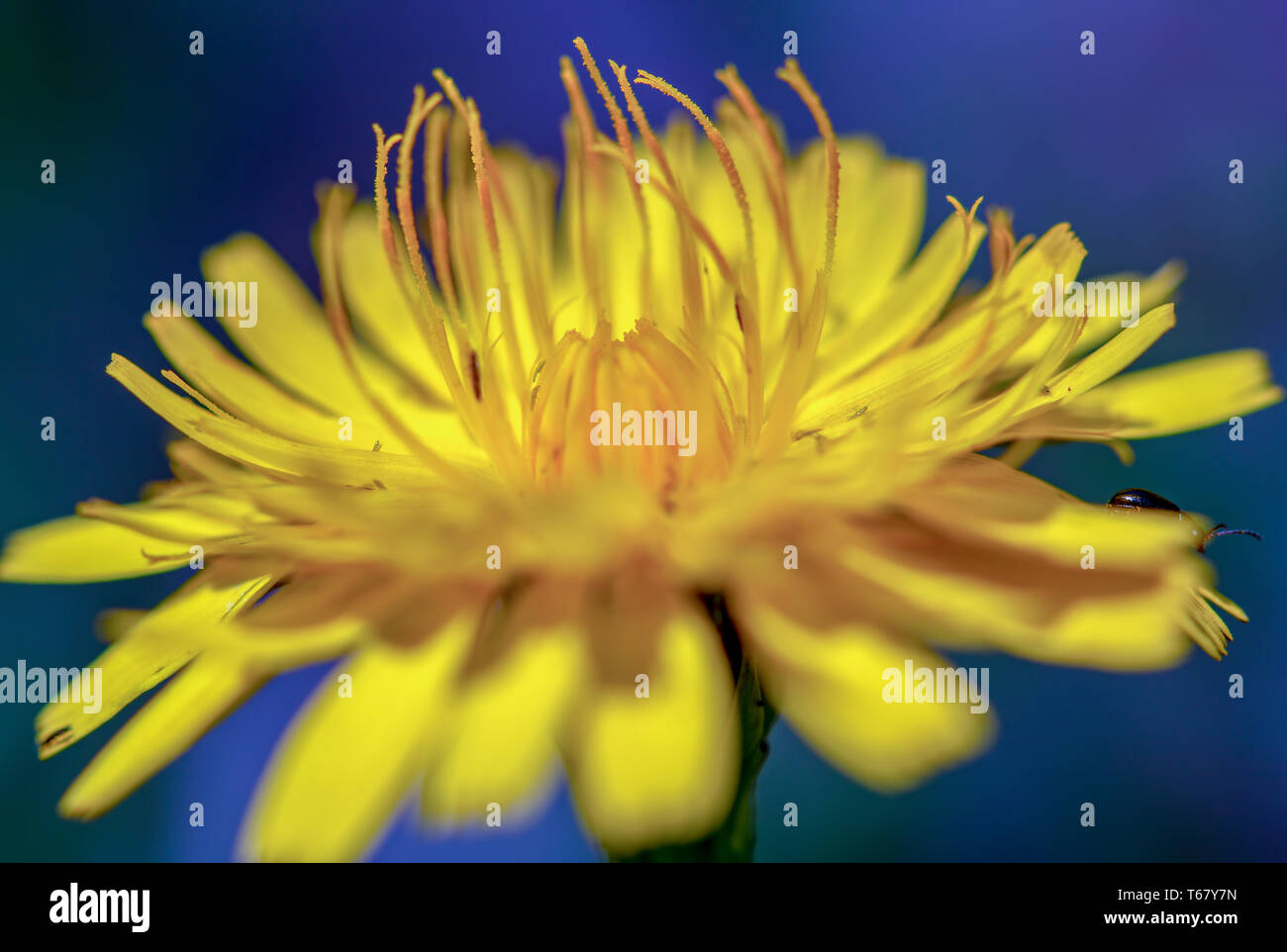 Macro photography of a dandelion flower with some unknown bugs on it ...