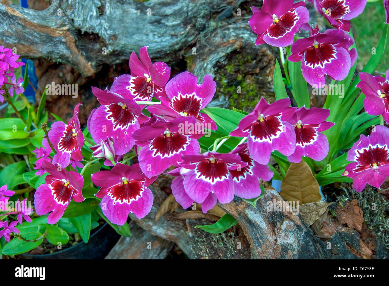 Group of violet miltonia orchids. Captured at the Andean mountains of ...