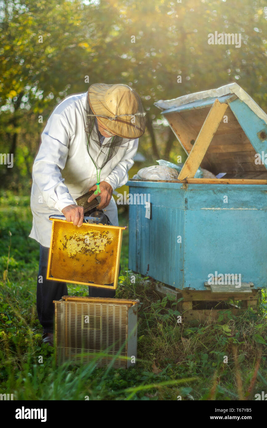 senior apiarist making inspection in apiary in the summertime Stock ...