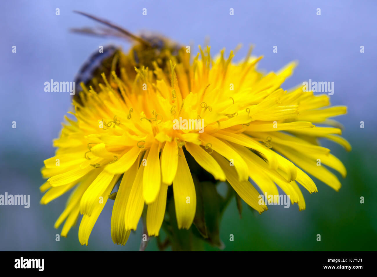 Macro photography of a dandelion flower with a bee in the background ...