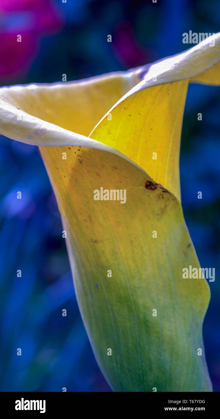A close-up photography of a golden arum flower from the side. Captured ...