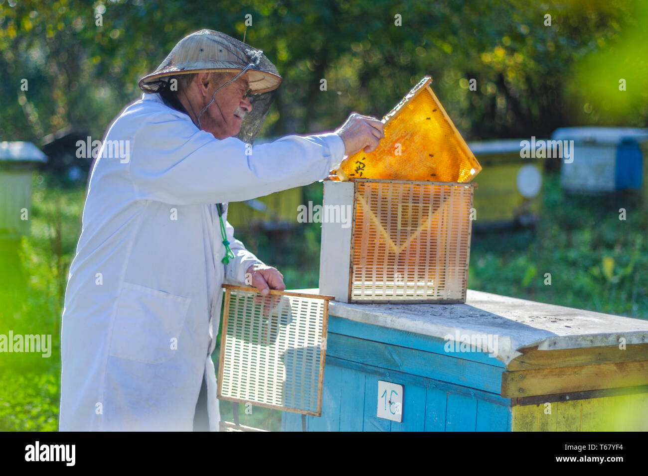senior apiarist making inspection in apiary in the summertime Stock ...