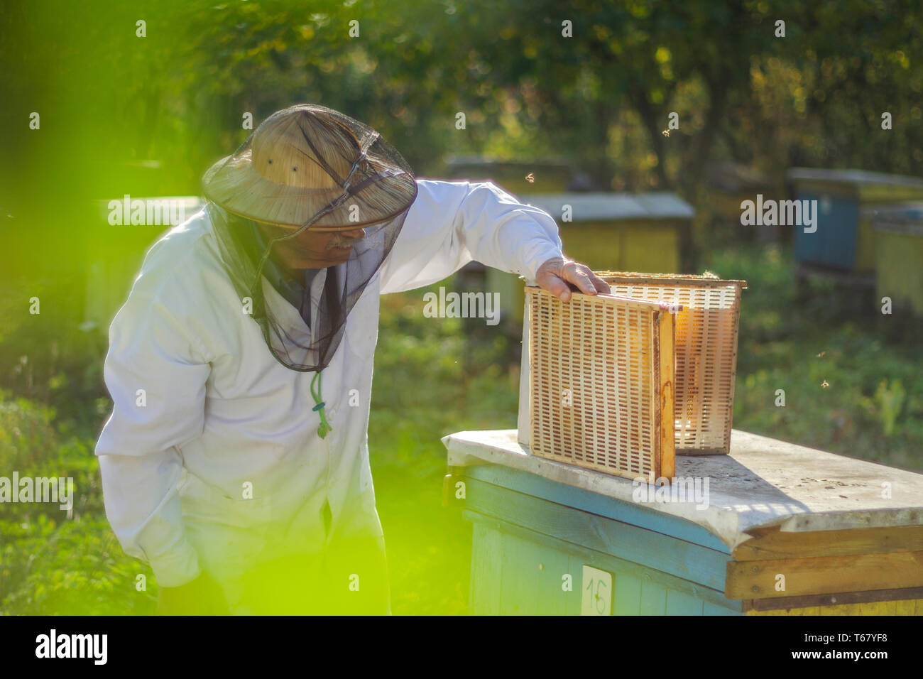 senior apiarist making inspection in apiary in the summertime Stock ...