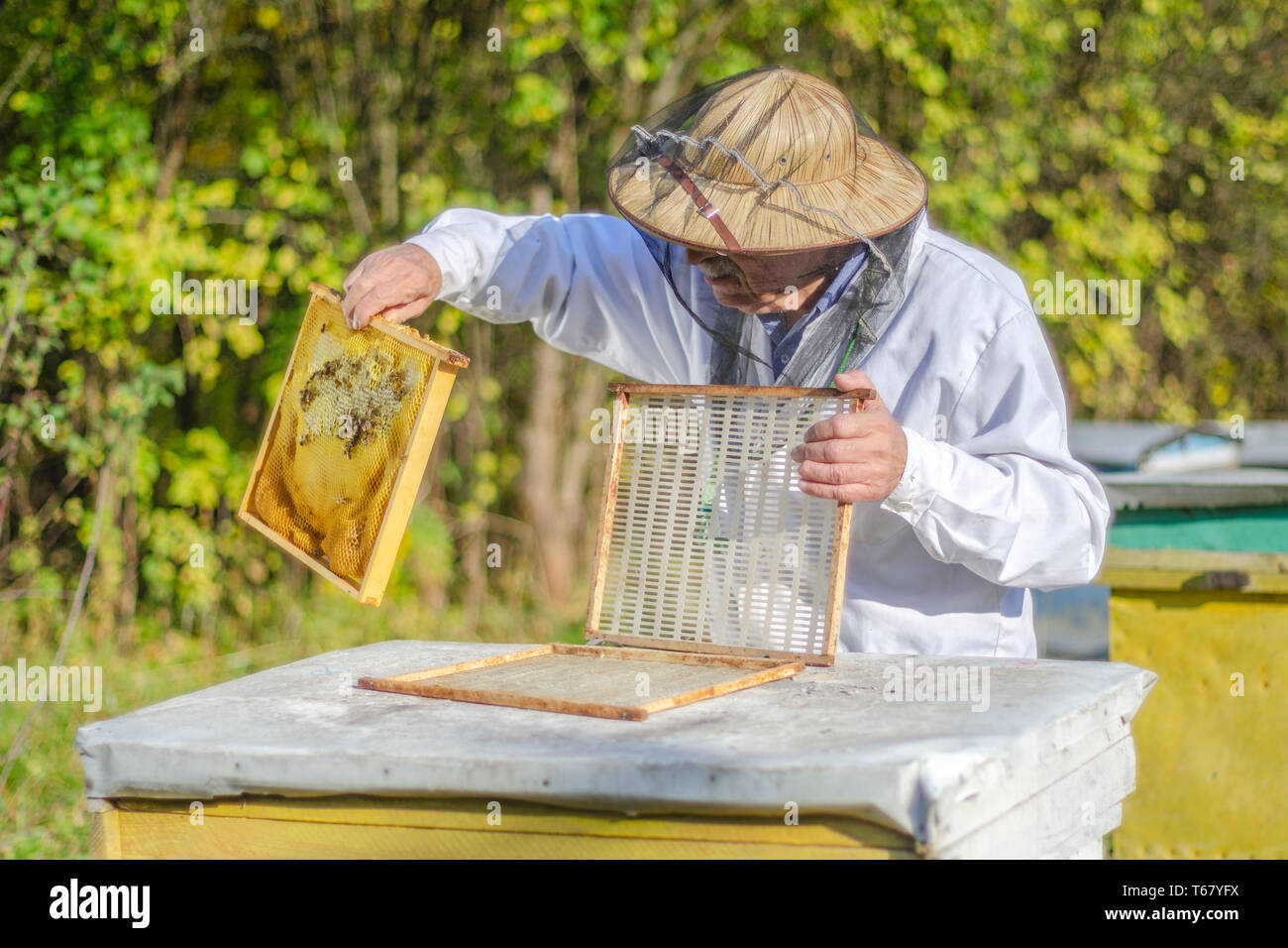 senior apiarist making inspection in apiary in the summertime Stock ...