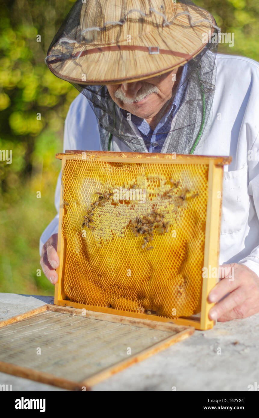 senior apiarist making inspection in apiary in the summertime Stock ...