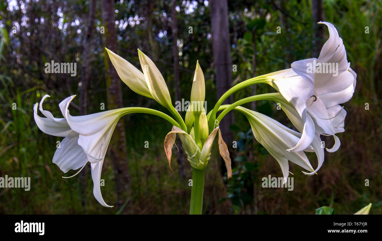 A bouquet of madonna lily flowers and buds. Photographed at the Andean ...