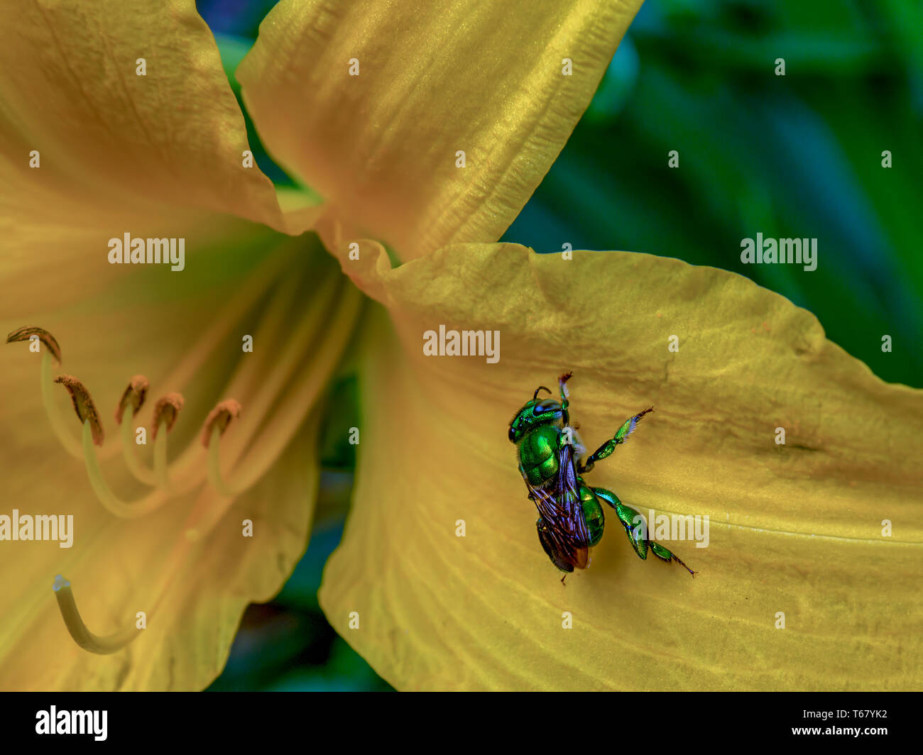 Macro photography of a very rare green orchid bee on a yellow daylily ...