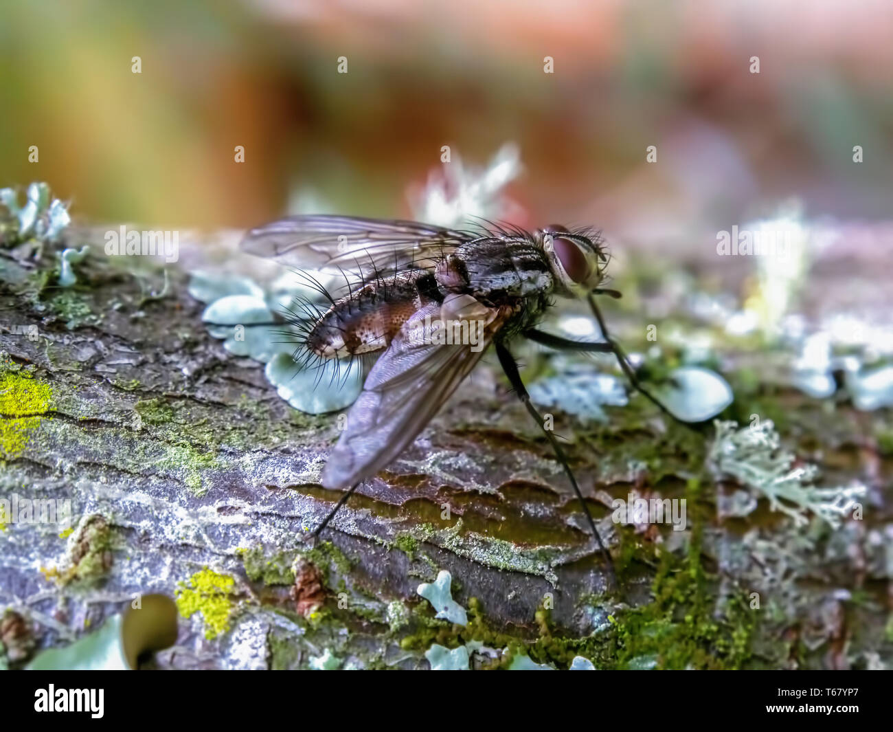 Macro photography of a stable fly standing on a tree branch covered in ...