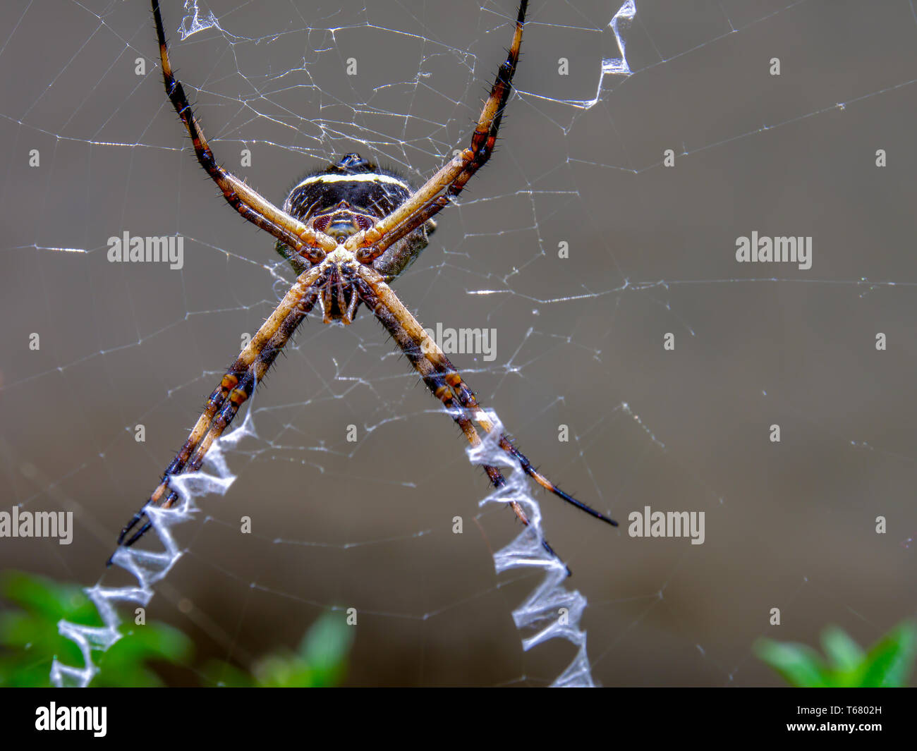 Macro photography of a silver argiope spider hanging from its web near ...