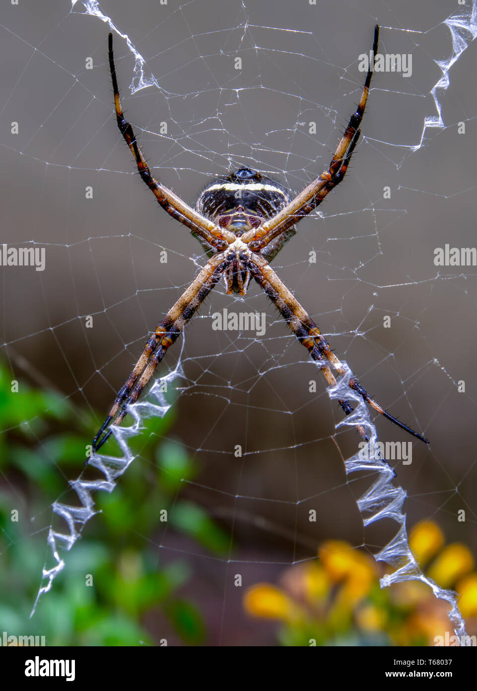 Macro photography of a silver argiope spider hanging from its web near ...