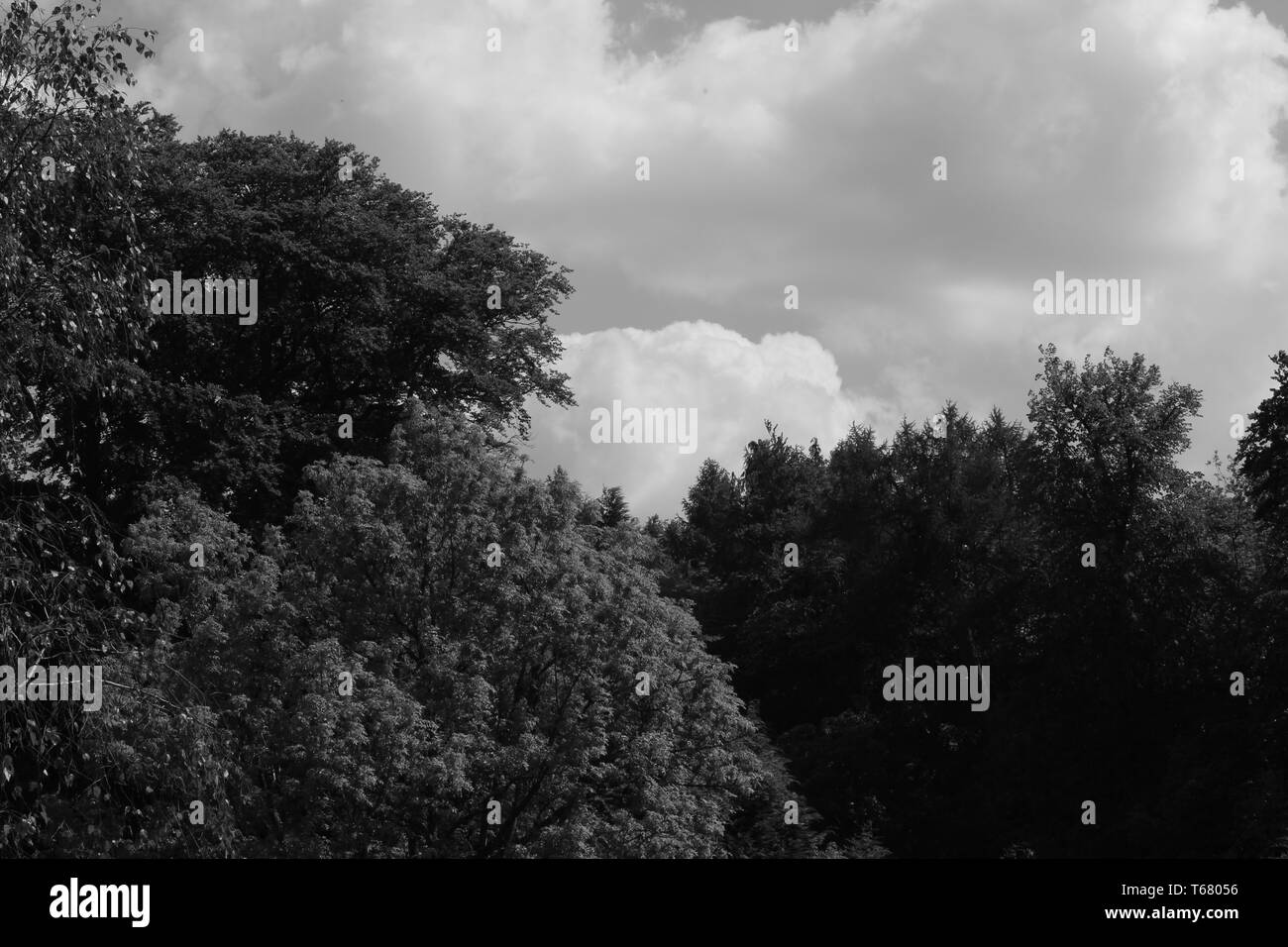 Linn Park, Glasgow Stock Photo - Alamy