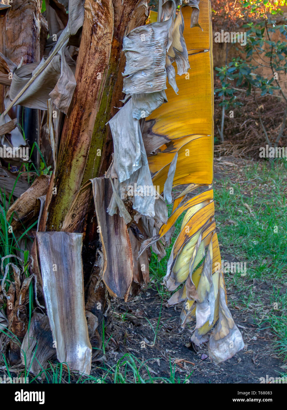 Dried plantain leaf still hanging from the tree. Captured at the Andean ...