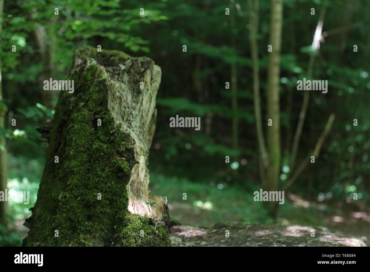 Linn Park, Glasgow Stock Photo - Alamy