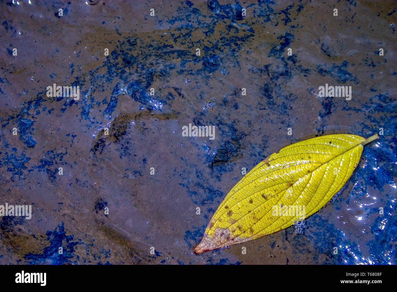 Close-up photography of a yellow tree leaf floating on a stream ...