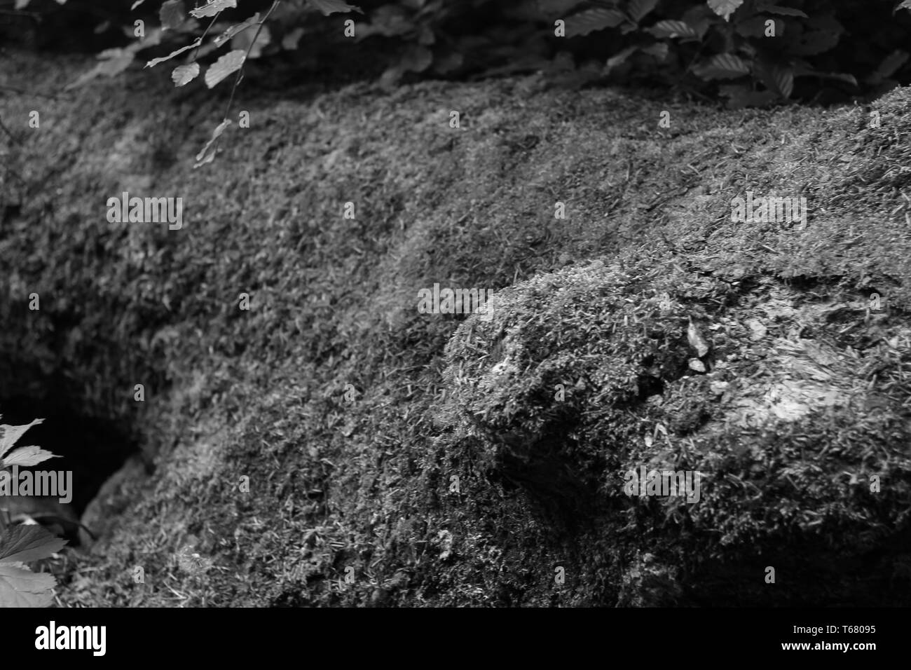 Linn Park, Glasgow Stock Photo - Alamy