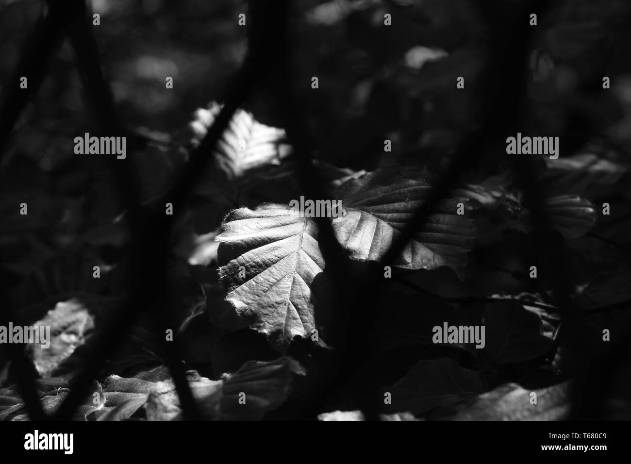 Linn Park, Glasgow Stock Photo - Alamy