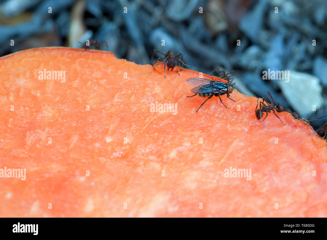 Insect insects colombia feeding hi-res stock photography and images - Alamy