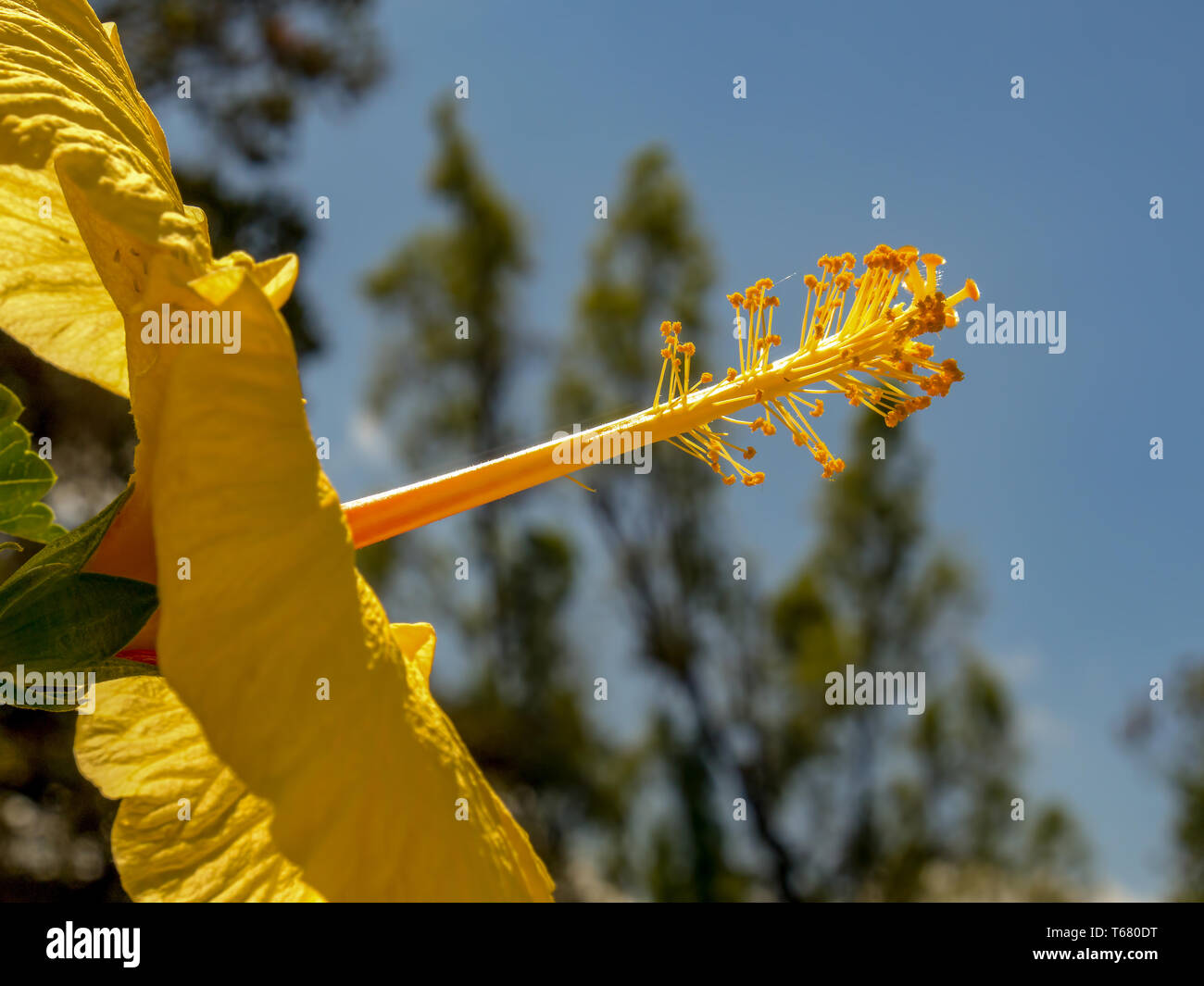 Macro photography of the reproductive part of a yellow hibiscus flower ...