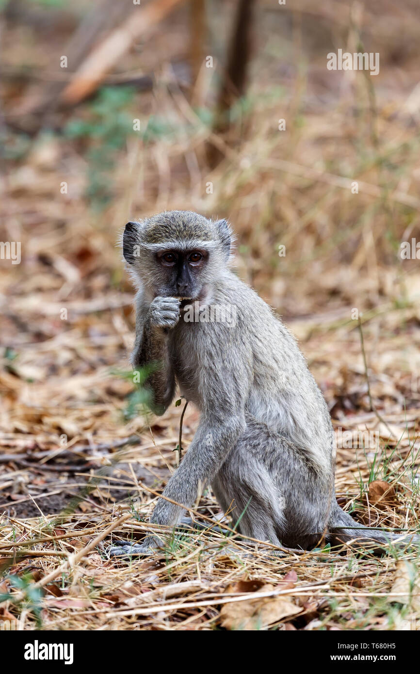 Vervet monkey, Chlorocebus pygerythrus Stock Photo - Alamy
