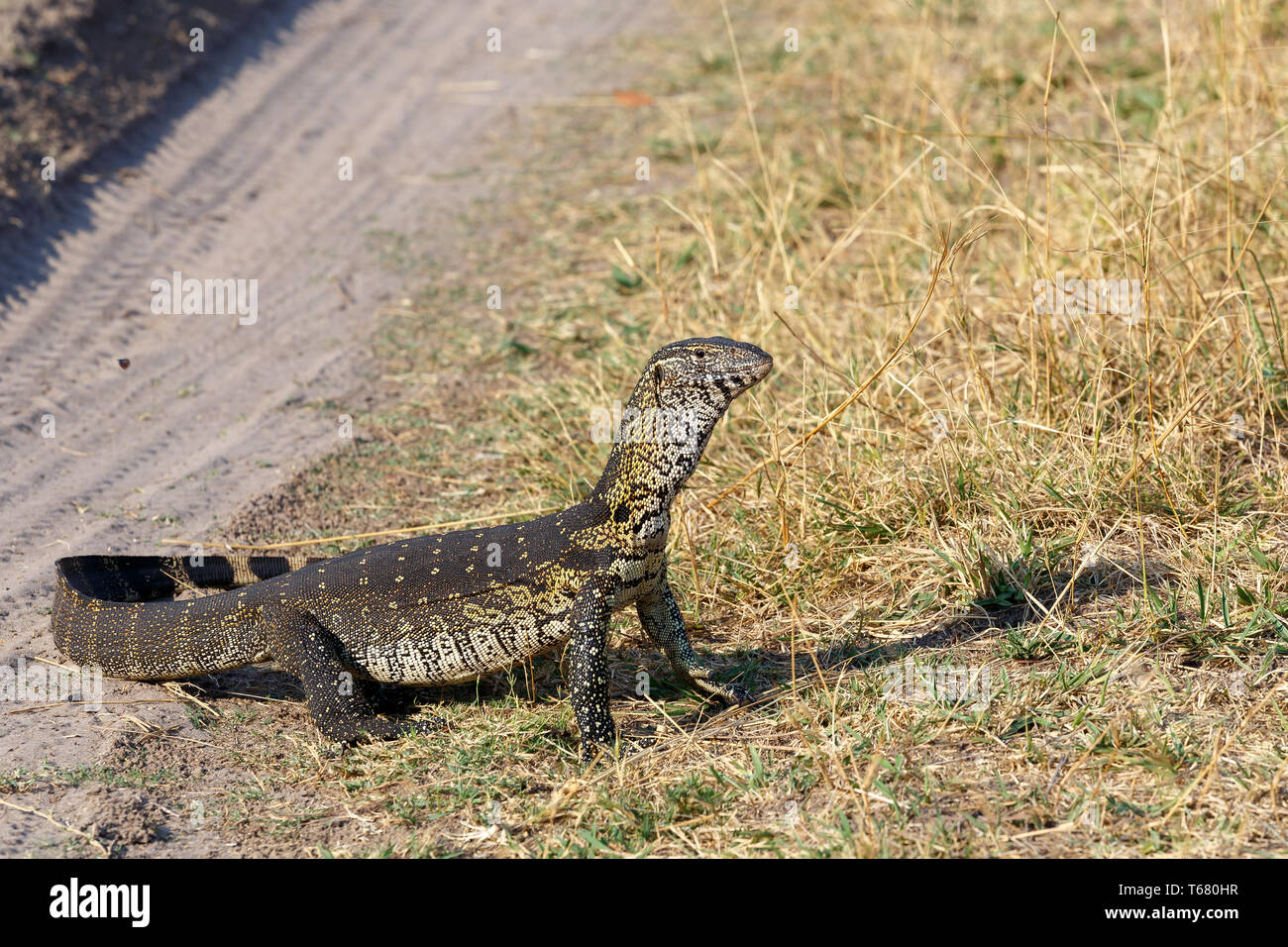 Monitor Lizard, Varanus niloticus on savanna Stock Photo - Alamy
