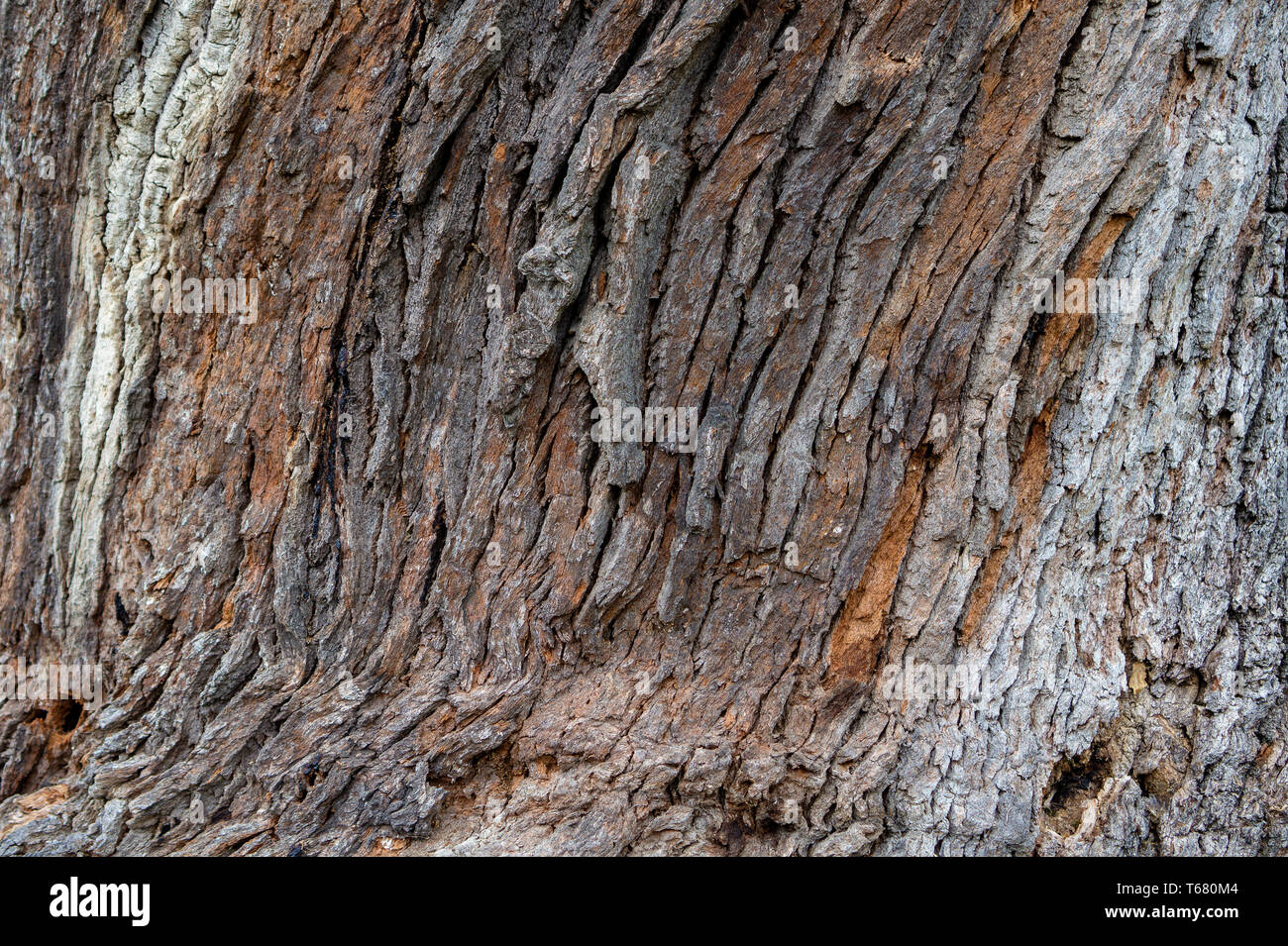 tree trunks body skin textures gray brown Stock Photo - Alamy