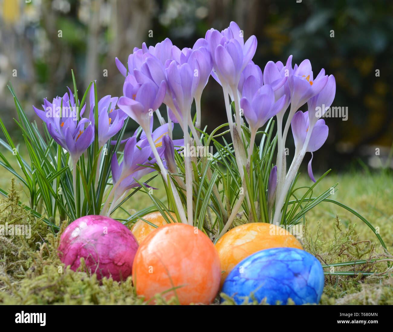 Spring crocus and easter eggs Stock Photo - Alamy