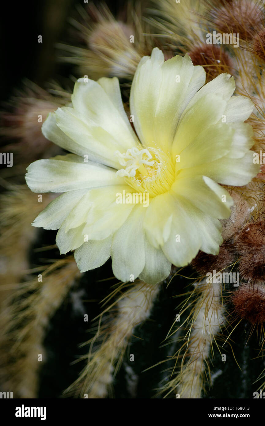 Notocactus hi-res stock photography and images - Alamy