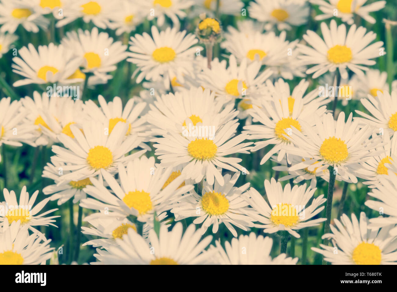 small daisy flower retro color Stock Photo - Alamy