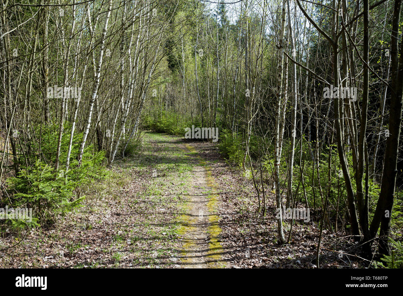 Spring shot of pathway in small young forrest Stock Photo - Alamy