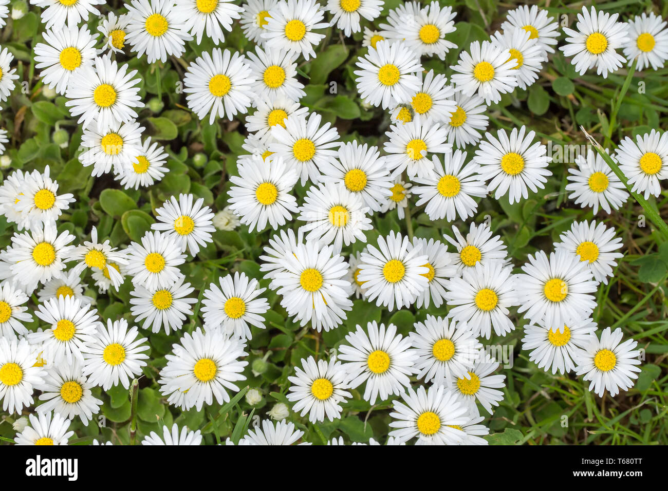 small daisy flower Stock Photo - Alamy