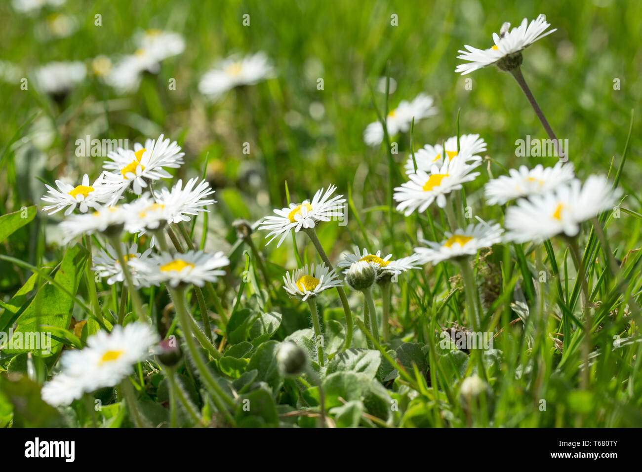 small daisy flower Stock Photo - Alamy