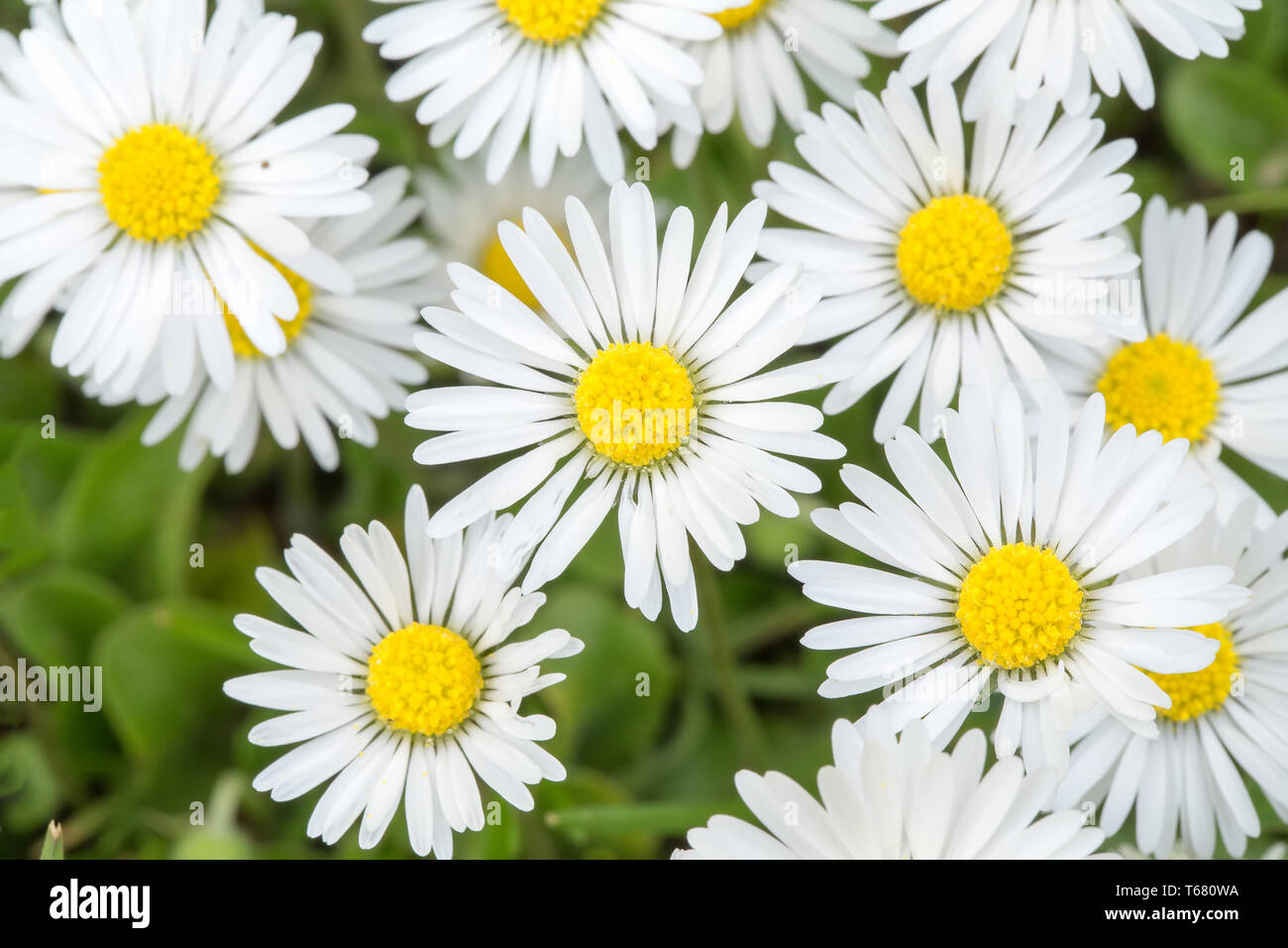 small daisy flower Stock Photo - Alamy