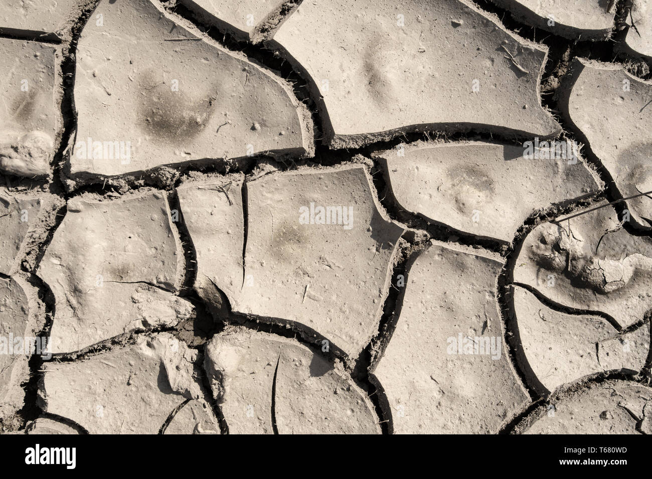 Drought mud puddle hi-res stock photography and images - Alamy