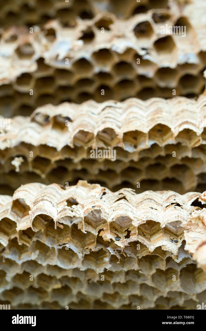 Empty Wasp Nest High Resolution Stock Photography and Images - Alamy