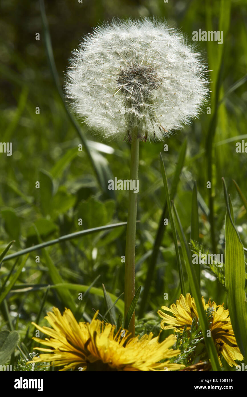 Dandelion, Taraxacum officinale, Germany, Europe Stock Photo - Alamy