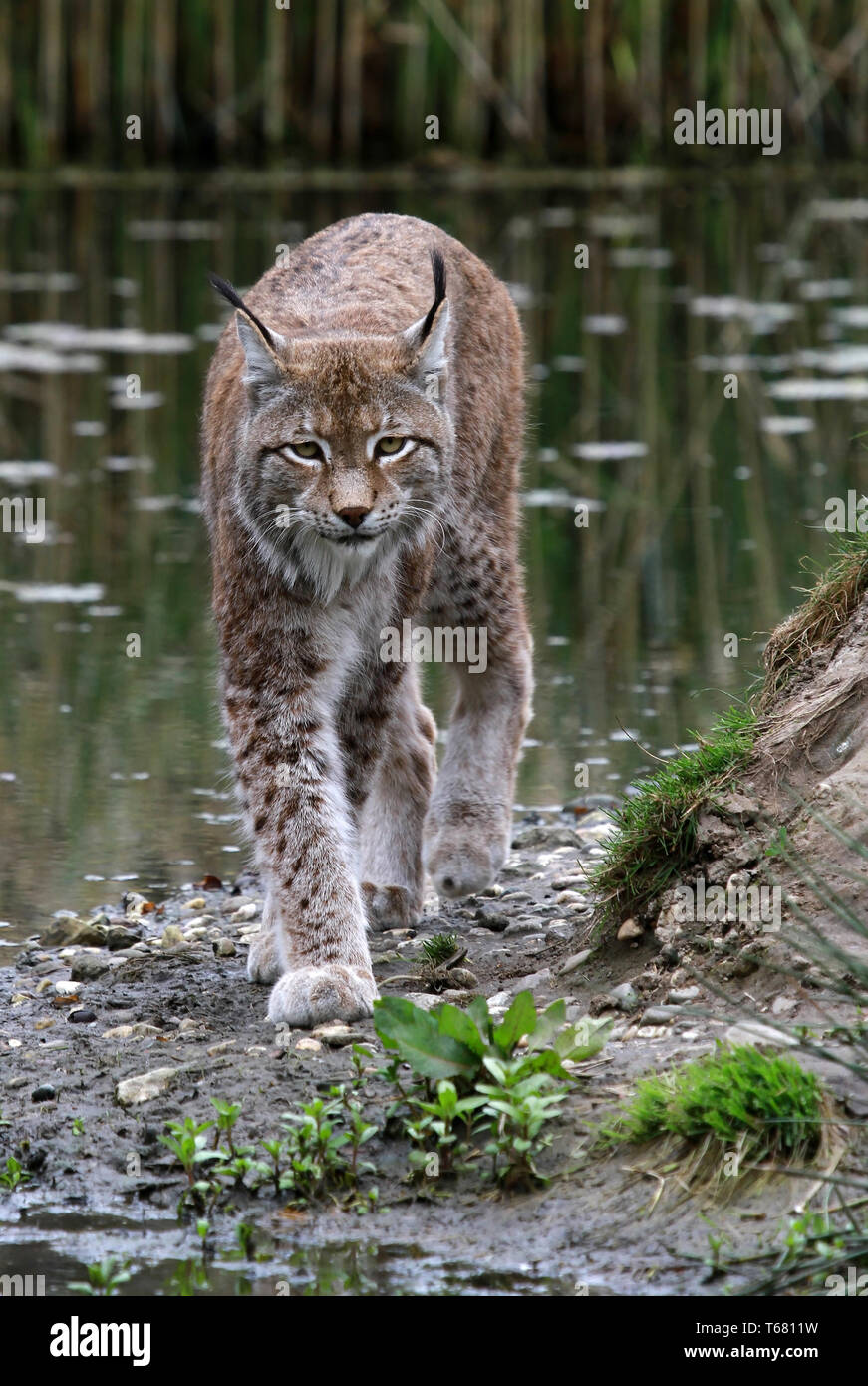 Felis Lynx, European Lynx, Bavarian National Park, Germany Stock Photo ...