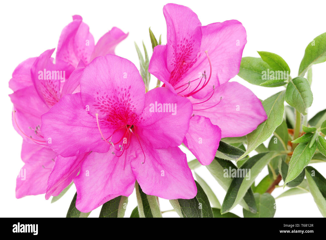 photo of a blooming purple azalea flower isolated on white background ...