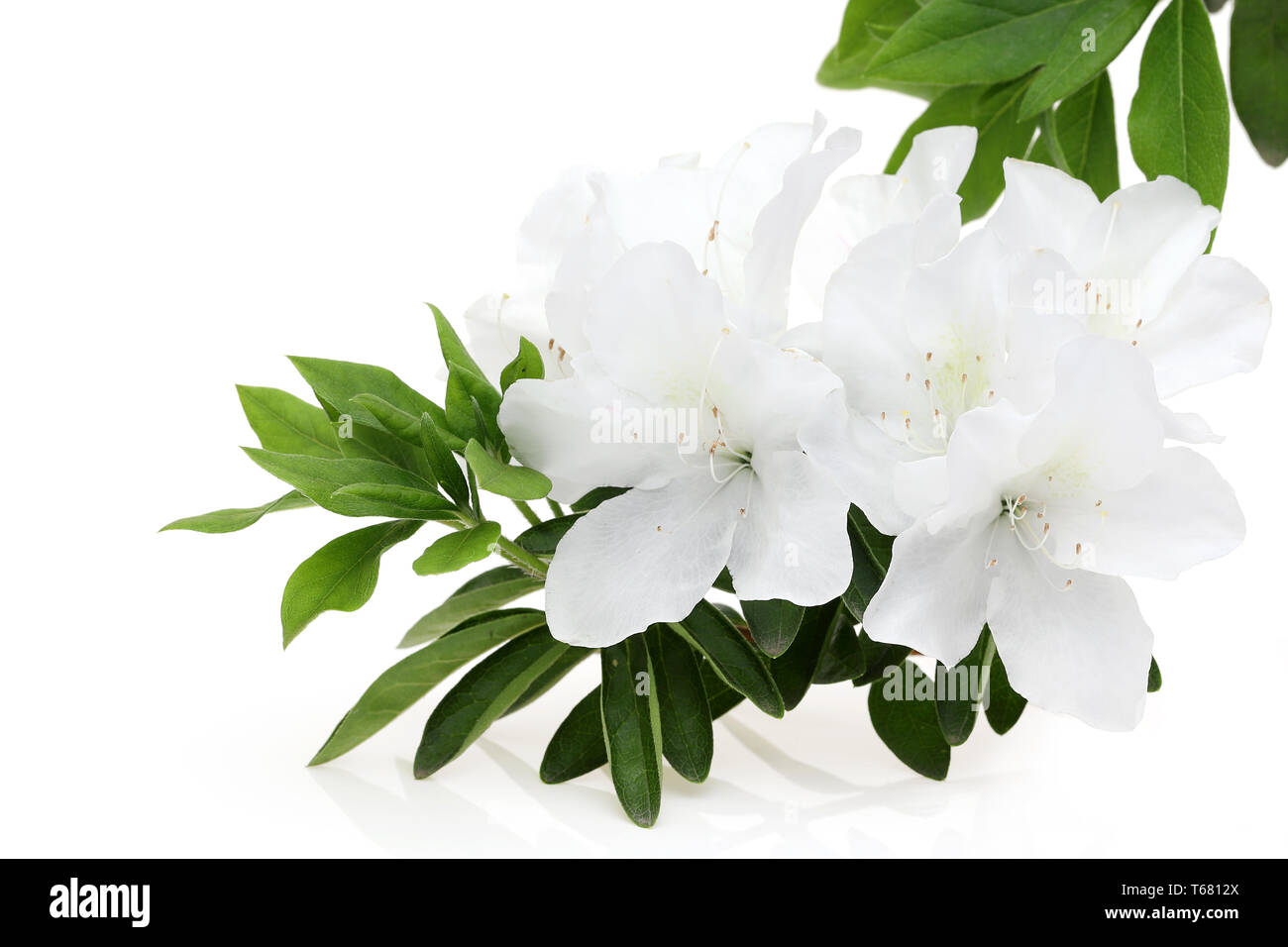 Japan japanese tree hi-res stock photography and images - Alamy
