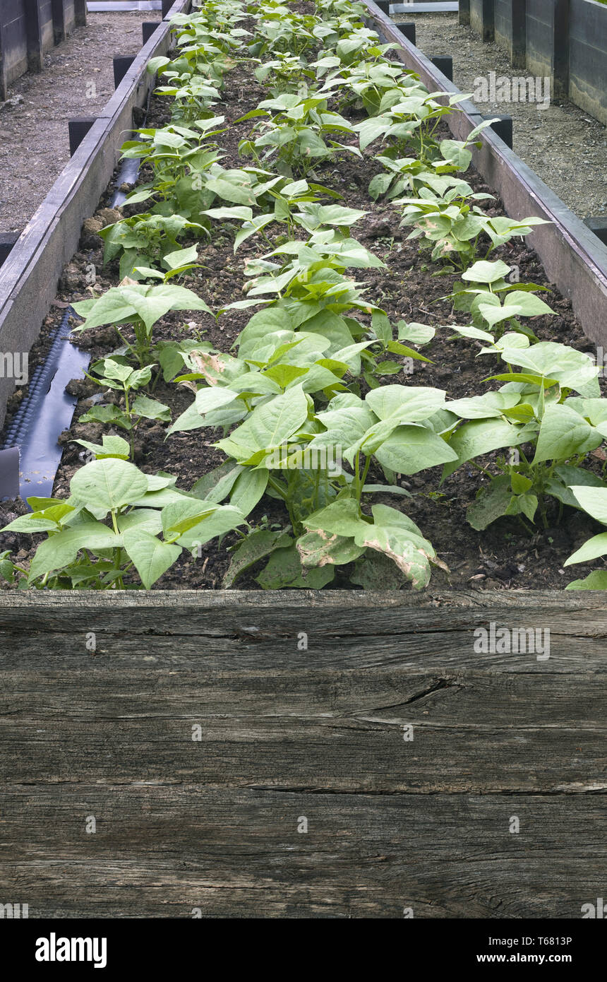 Stem beans hi-res stock photography and images - Alamy