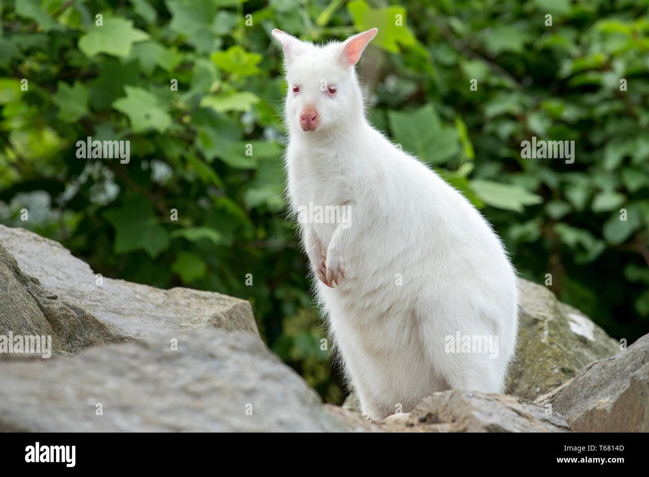 Closeup of a Red-necked Wallaby white albino female Stock Photo - Alamy